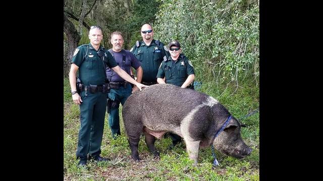 Alachua deputies searching for owner of 600 pound hog | WJAX-TV