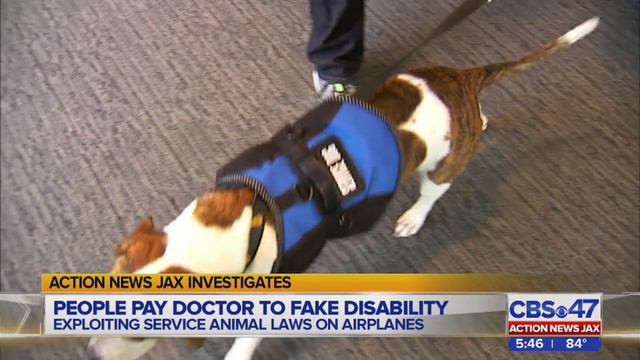 FAKE SERVICE ANIMALS: More people are claiming their untrained pets are ...