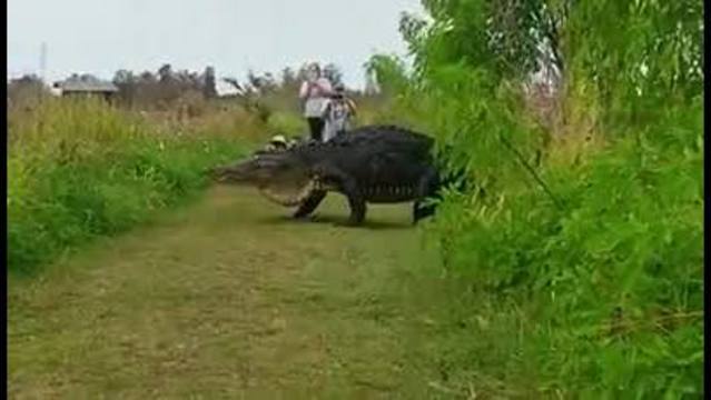 Video: Very large gator crosses Lakeland nature path | WFTV