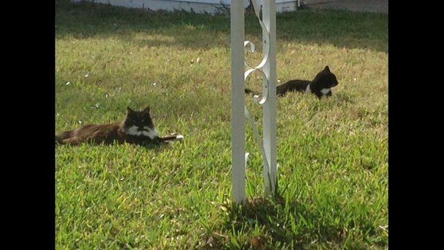 Feral cats cause flea infestation in Southside neighborhood | WJAX-TV