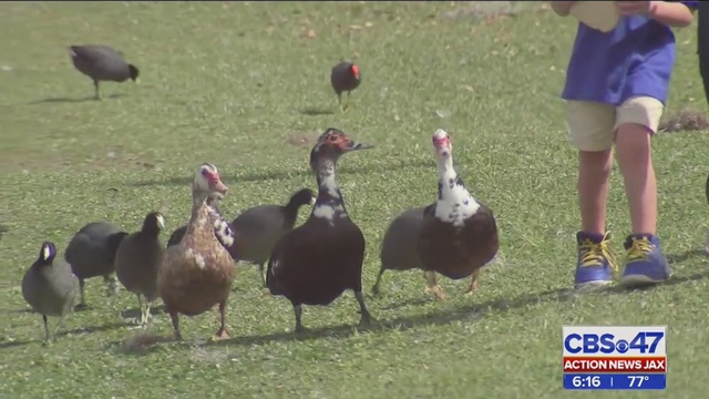 'Sick people' are killing ducks in Columbia County, man says | WJAX-TV