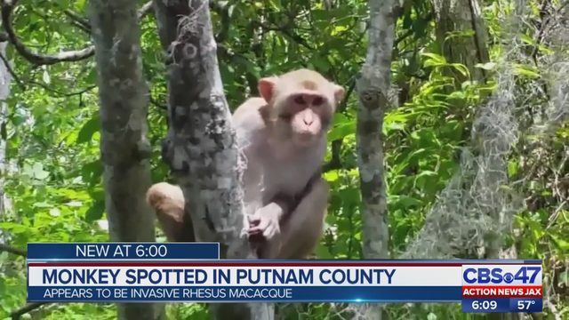 Monkey spotted in Putnam County appears to be invasive species that can ...