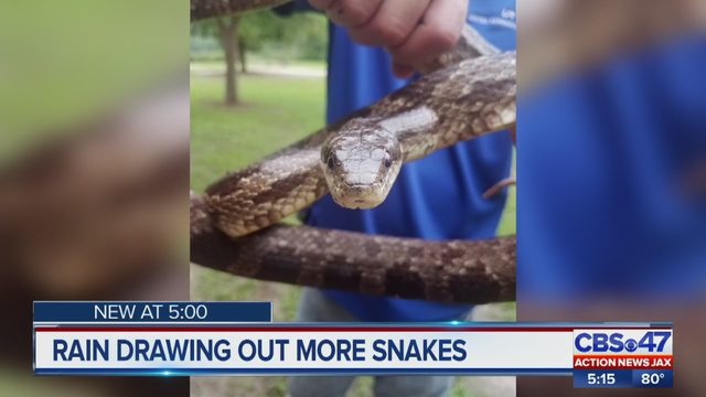 Mating season, heavy rain mean more snakes on the move in Jacksonville ...