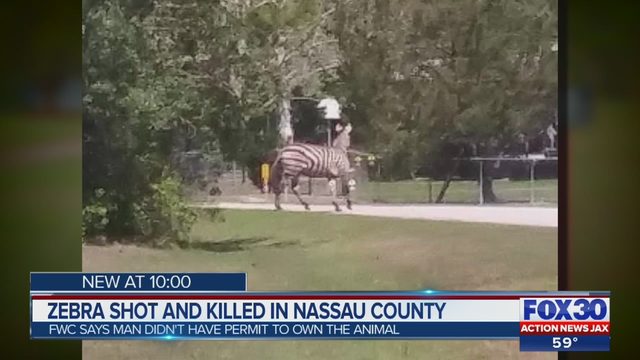 ZEBRA SHOT, KILLED IN FLORIDA: Zebra put down after escaping from ...