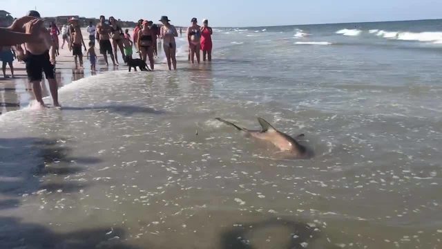 ATLANTIC BEACH SHARK: Crowds gather around 5-foot shark caught and ...