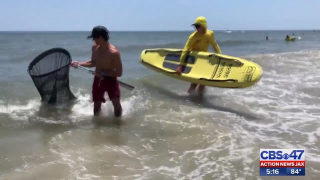 Lifeguard caught alligator with bare hands on Jacksonville Beach | WJAX-TV