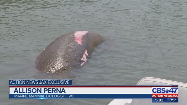 FLORIDA MANATEE DEATH: Manatee dies after being hit by propeller near ...