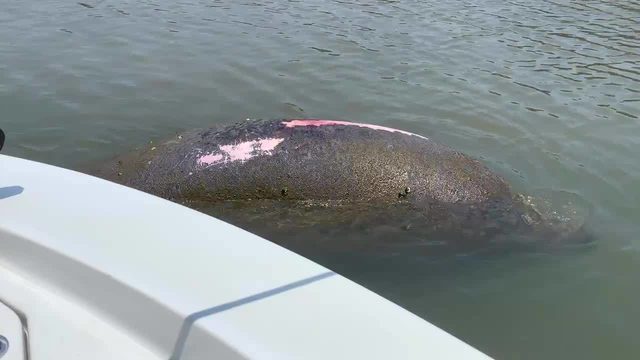 Florida Manatee Death Manatee Dies After Being Hit By Propeller Near